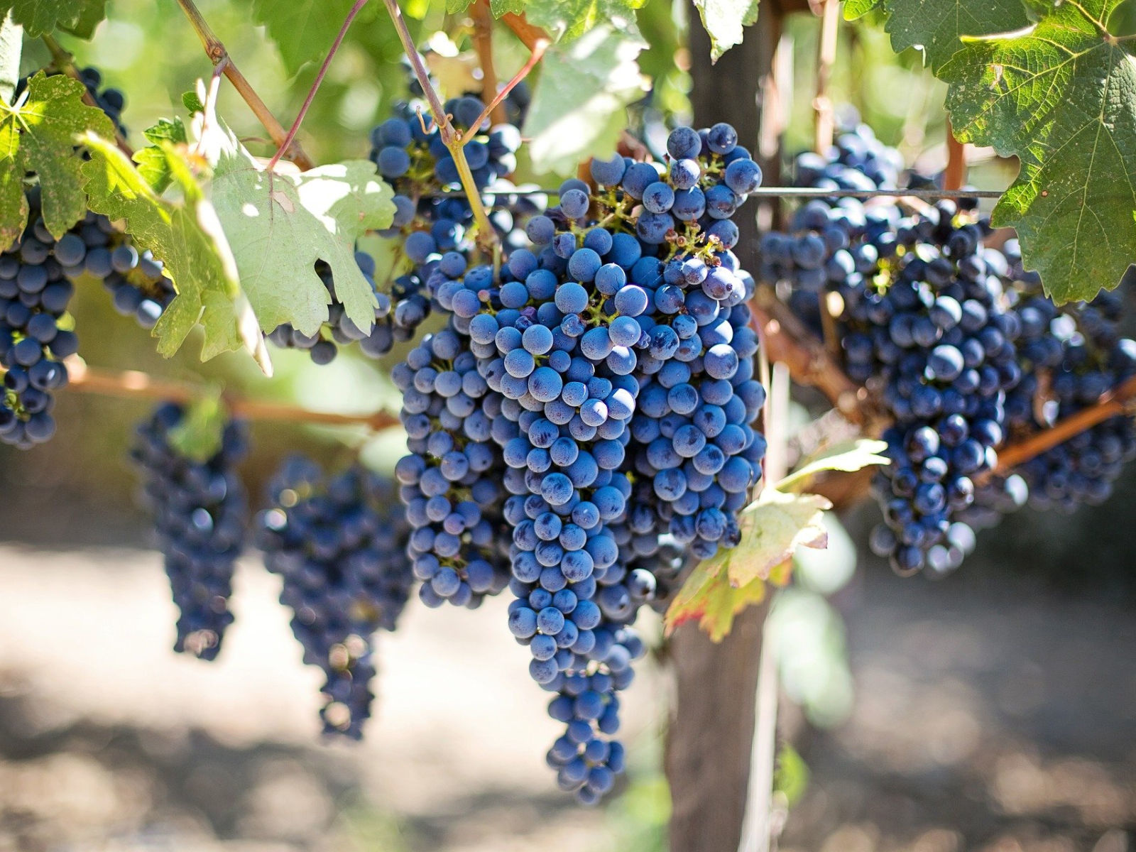 Grapes harvest in Italy | Walking Palates