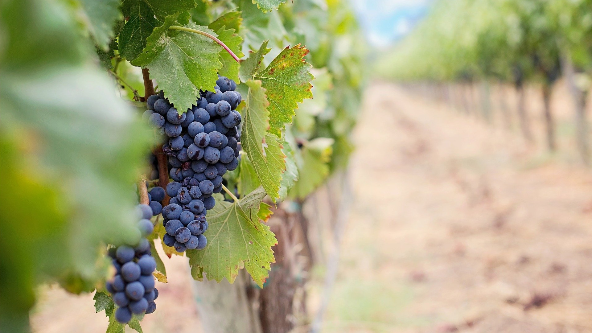 La cantina Orsi | Palati a Spasso