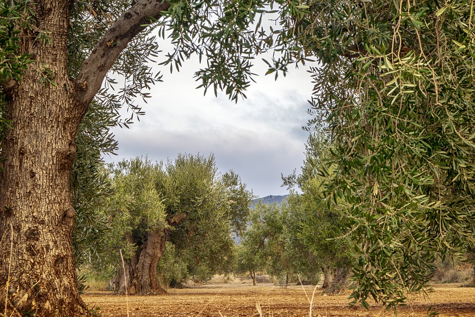 Extra virgin olive oil | Walking Palates